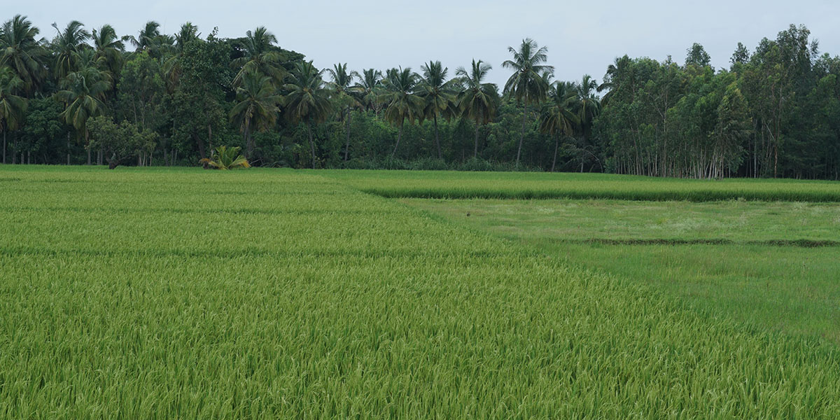 WHY MANDYA IS A MUST-SEE ON YOUR TRIP TO MYSORE